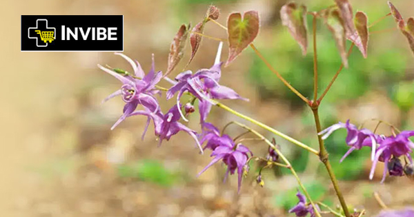 When to Take Horny Goat Weed - Detailed Guide in USA